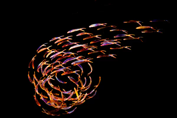 Gallery Buck Glass